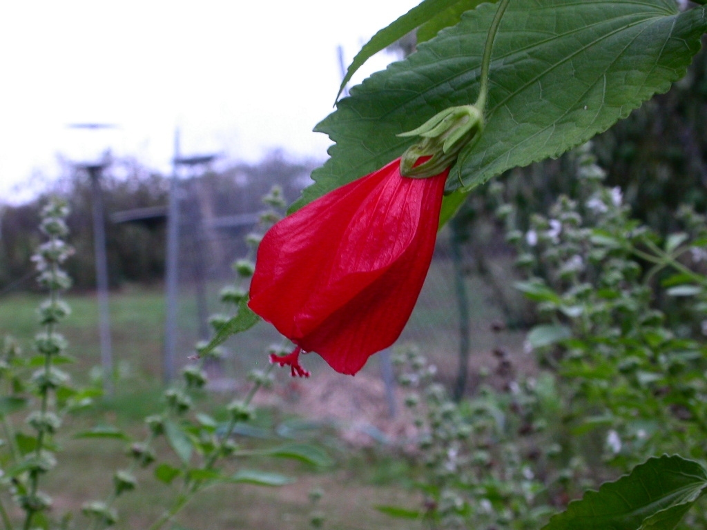 Turk's Cap Hibiscus, Malvaviscus penduliflorus, sleeping hibiscus ...