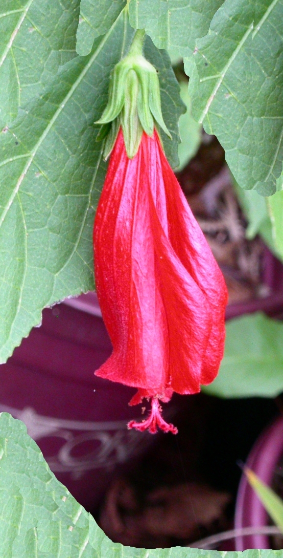 Turk's Cap Hibiscus, Malvaviscus penduliflorus, sleeping hibiscus ...